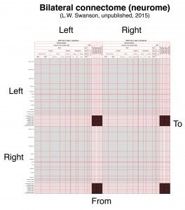 Connectome | Larry Swanson