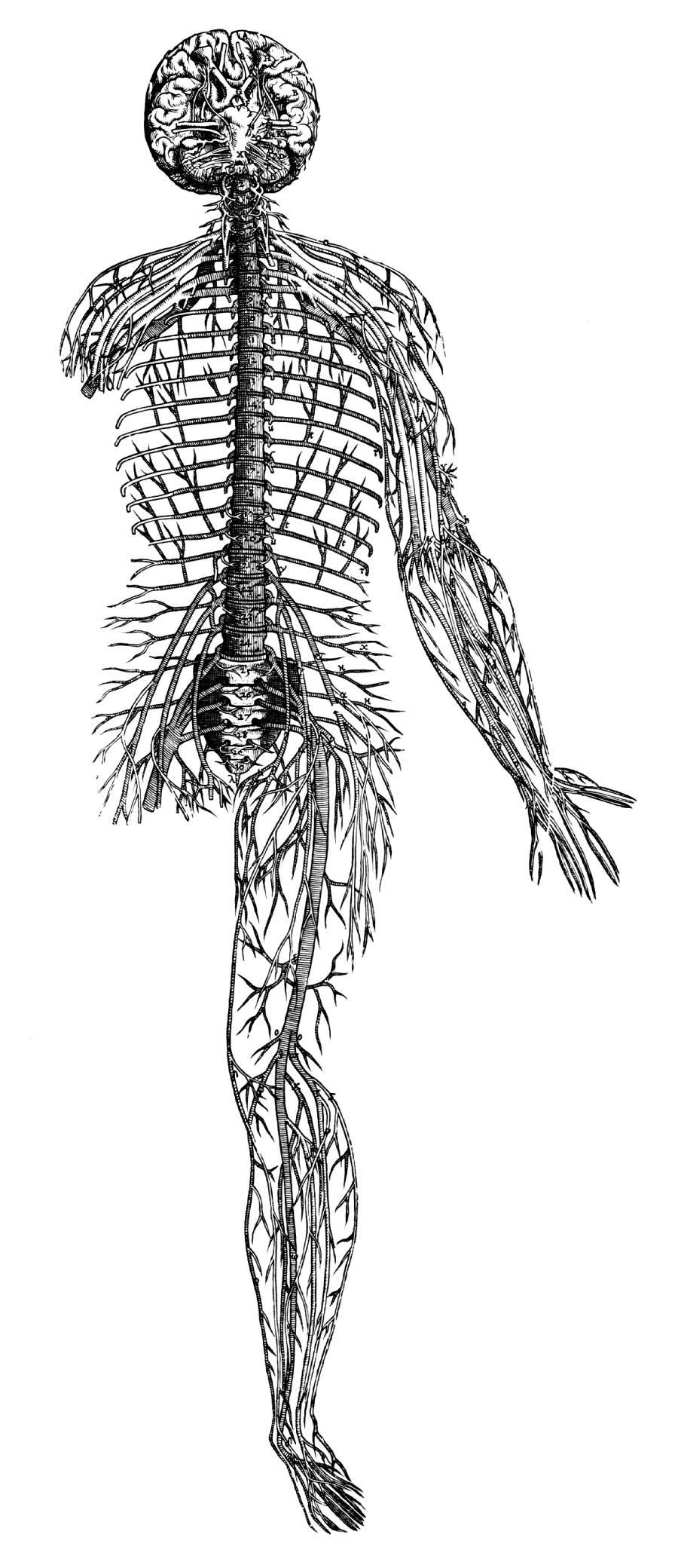 Connectome | Larry Swanson