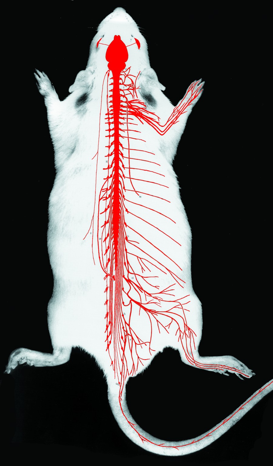 Rat Neurome Project | Larry Swanson