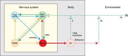 Brain Architecture | Larry Swanson